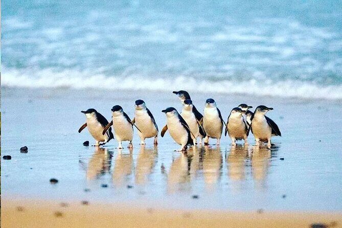 Golden Hour Penguins Express Tour with Pickups on Phillip Island - Price and Value Analysis