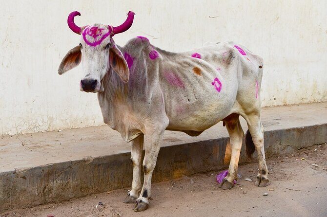 Golden Triangle Private Tour - Rajasthan’s Architectural Marvels and Step Wells