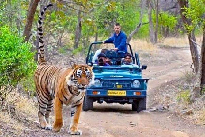 Golden Triangle & Tigers (Delhi-Agra-Jaipur-Ranthambore National Park) - An In-Depth Look at the Tour Experience