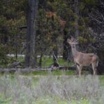 Grand Canyon of Yellowstone Hiking Adventure Full Day with Lunch - The Unique Stops Along the Trail