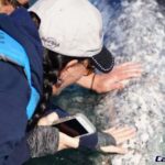 Gray Whale-Watching 2-Day Experience in Magdalena Bay - Cost and Value
