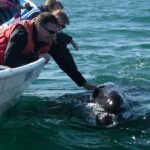 Gray Whale-Watching 2-Day Experience in Magdalena Bay - What You’ll Take Away from This Tour