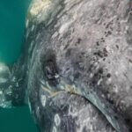 Gray Whale Watching Tour with Marine Biologist and Small Group - What Reviewers Love Most