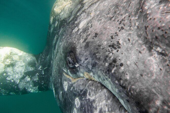 Gray Whale Watching Tour with Marine Biologist and Small Group - What Reviewers Love Most