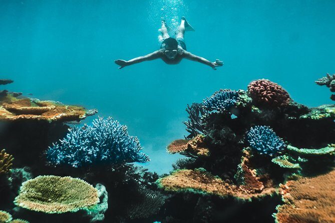Great Barrier Reef Cruise from Townsville or Magnetic Island - An In-Depth Look at the Experience