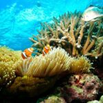 Great Barrier Reef Indulgence Package from Cairns - FAQs