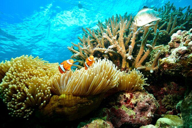 Great Barrier Reef Indulgence Package from Cairns - FAQs