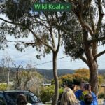 Great Ocean Road 1 Day Luxury Private Tour - The Value of a Private, Custom Experience