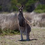 Great Ocean Road and Wildlife Tour for Backpackers aged 18-35 - Why This Tour Offers Great Value