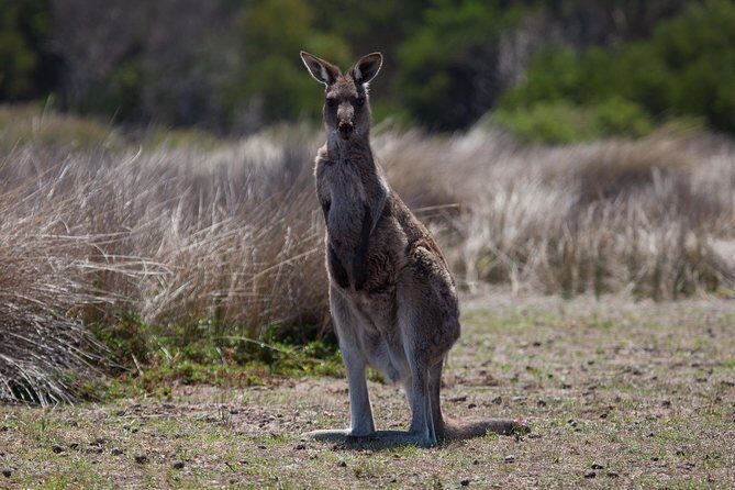 Great Ocean Road and Wildlife Tour for Backpackers aged 18-35 - Why This Tour Offers Great Value