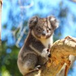 Great Ocean Road: Guided Wildlife Walk that Supports Nature - Evaluating the Value