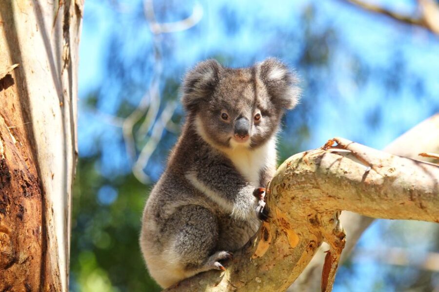 Great Ocean Road: Guided Wildlife Walk that Supports Nature - Evaluating the Value