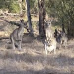 Great Ocean Road Tour PRIVATE LUXURY-FREE entry,hotel pickup - FAQ