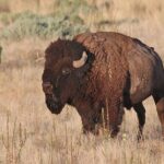 Great Salt Lake Birding and Nature Adventure - Breakdown of the Itinerary