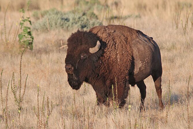 Great Salt Lake Birding and Nature Adventure - Breakdown of the Itinerary