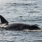 Great Whales Education Programe Dolphins and Whales are in SL - How the Experience Feels and Why It Matters
