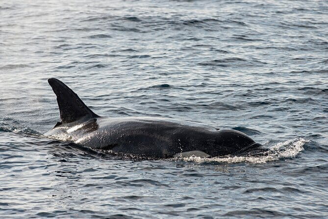 Great Whales Education Programe Dolphins and Whales are in SL - How the Experience Feels and Why It Matters