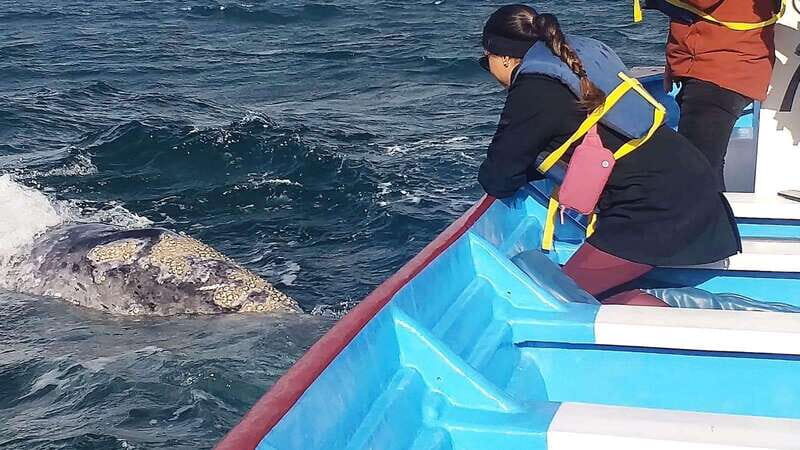 Grey Whale Watching at Mag Bay From Loreto - Whale Watching at Mag Bay: Two Hours of Marine Magic