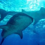 Group Tour of Moalboal Sardines Run & Kawasan Canyoneering - Key Points