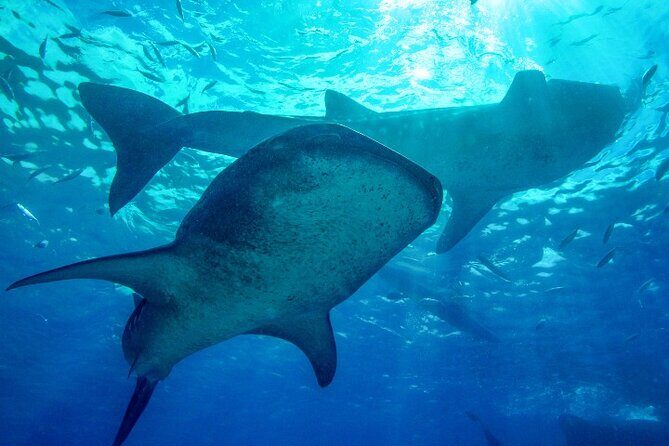 Group Tour of Moalboal Sardines Run & Kawasan Canyoneering - Key Points