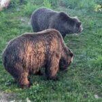 Grouse Mnt+StanleyPark+Hatchery+Cleveland Dam+LynnCanyonTOUR - Practical Details and What’s Included