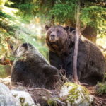 Grouse Mountain Skyride Admission Ticket - The Experience in Practice: What Travelers Say