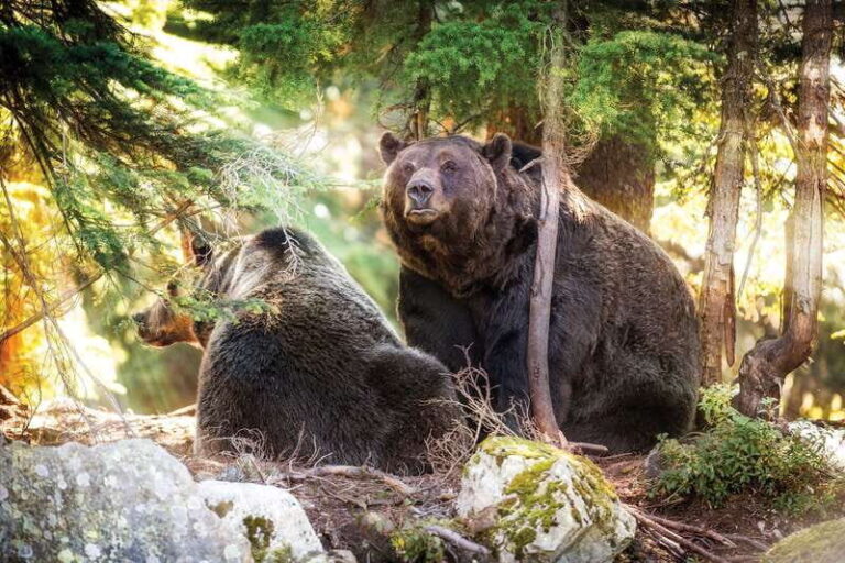 Grouse Mountain Skyride Admission Ticket - The Experience in Practice: What Travelers Say