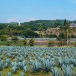 Guachimontones Archaeological Site & Tequila Town PRIVATE TOUR - Exploring Guachimontones: A UNESCO World Heritage Treasure