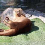 Guadalajara: ticket to Michin Aquarium - Breaking Down the Pavilions: What Makes Each Special