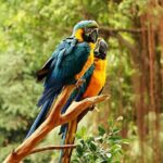 Guangzhou Chimelong Safari Park Private Guided Tour - A Closer Look at the Experience