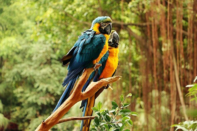 Guangzhou Chimelong Safari Park Private Guided Tour - A Closer Look at the Experience