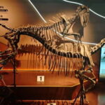 Guangzhou: Grandview Museum of Nature Science Ticket - An In-Depth Look at Guangzhou’s Grandview Museum of Nature Science