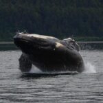 Guaranteed Whale Watching Adventure - In-Depth Itinerary Breakdown