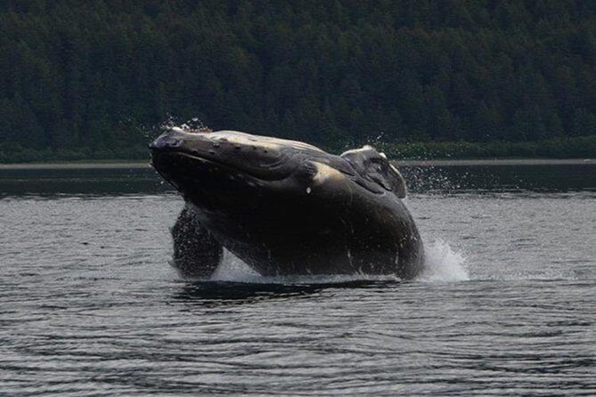 Guaranteed Whale Watching Adventure - In-Depth Itinerary Breakdown