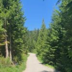 Guided Bike /E-bike Tour in Whistler From Vancouver - The Ride: A Balance of Comfort and Adventure