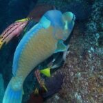 Guided by Divemaster, Cabo San Lucas short Snorkeling Tour MANTA - Practical Details for a Smooth Experience