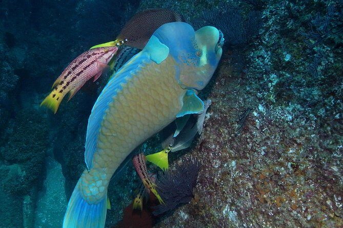 Guided by Divemaster, Cabo San Lucas short Snorkeling Tour MANTA - Practical Details for a Smooth Experience