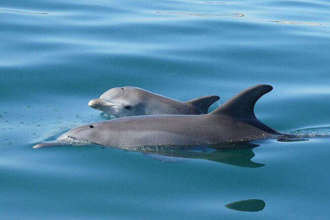 Guided Dolphin Eco-Cruise in Koombana Bay - An In-Depth Look at the Experience