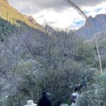 Guided Hike in the Sonoran Desert - An In-Depth Look at the Experience