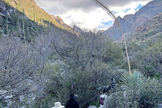 Guided Hike in the Sonoran Desert - An In-Depth Look at the Experience