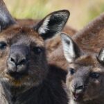 Guided Koala Walk and Bushfire ecology tour - What Makes This Tour Special?