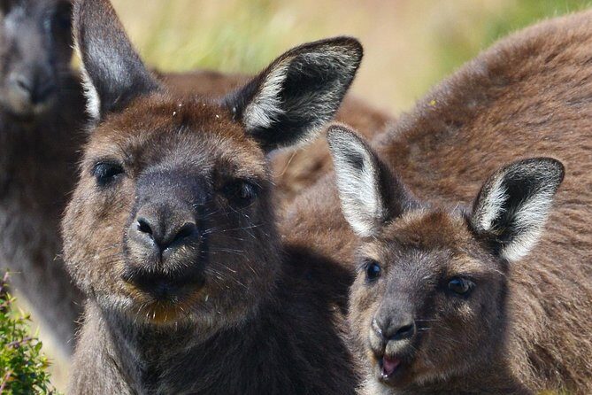 Guided Koala Walk and Bushfire ecology tour - What Makes This Tour Special?
