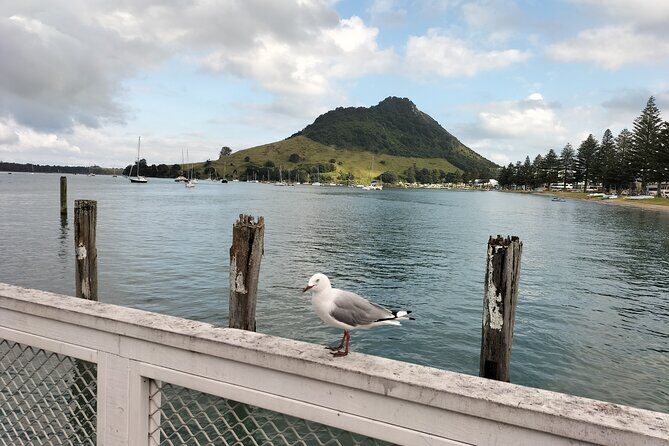 Guided Mori History and Culture Tour to Rotorua and Tauranga - Authentic Maori Guides and Personal Stories