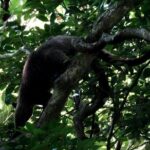 Guided Night Walk in Cape Tribulation - What to Expect on the Guided Night Walk