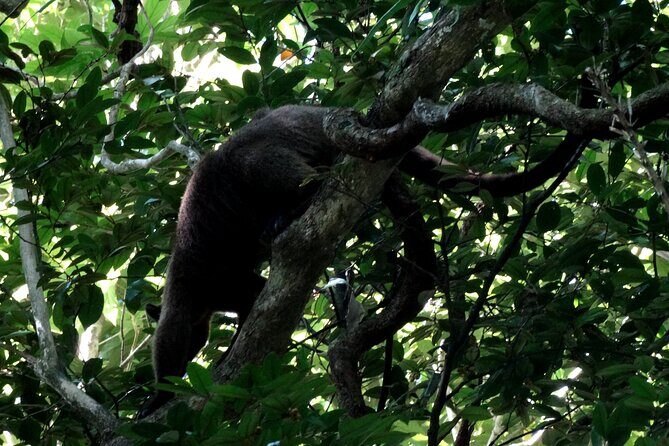 Guided Night Walk in Cape Tribulation - What to Expect on the Guided Night Walk