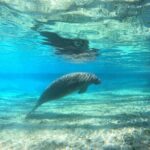 Guided Semi-Private Snorkel Tour (w/ FREE Photos!) - Who Should Consider This Tour?