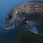 Guided Shore Dive Tour for Certified Diver - Why This Tour Offers Great Value