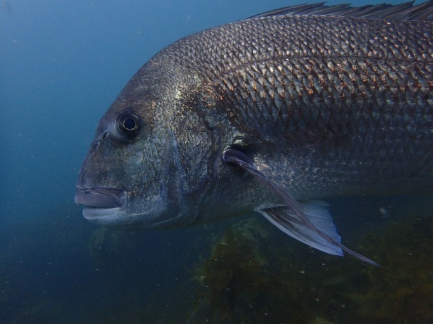 Guided Shore Dive Tour for Certified Diver - Why This Tour Offers Great Value