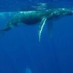 Guided Small Group Whale Watching and Swim Tour Tahiti - The Sum Up