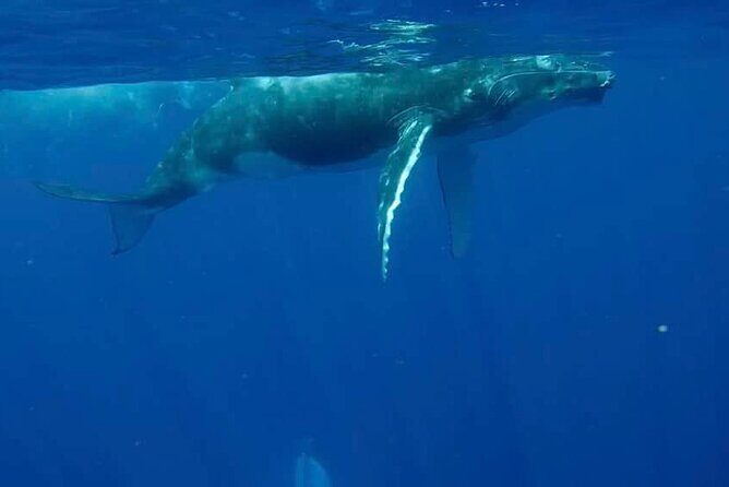 Guided Small Group Whale Watching and Swim Tour Tahiti - The Sum Up